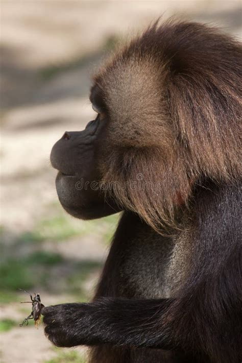 Gelada Di Theropithecus Del Babbuino Di Gelada Che Mangia Il Cervo