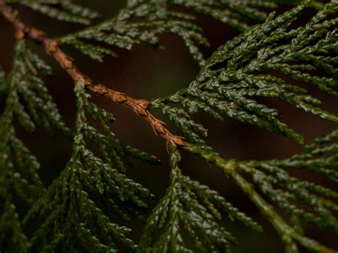 Insert Into A Binary Search Tree — Day 12python By Annamariya