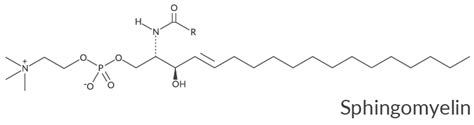 Sphingomyelin Structure