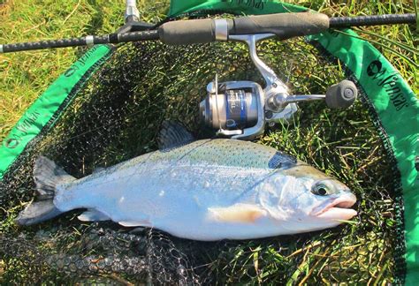 Best Trout Lures Uk The Only Brown Trout Lures Youll Ever Need