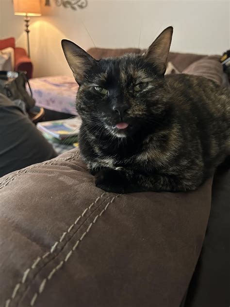 My Sweet Girl Enolanola You Know Shes Sleepy When Her Tongue Pokes