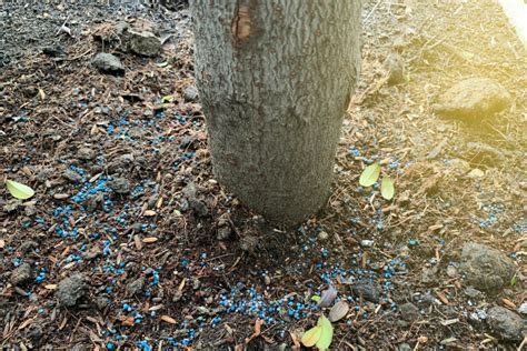 The Best Fertilizer For Trees And Shrubs Everything You Need To Know