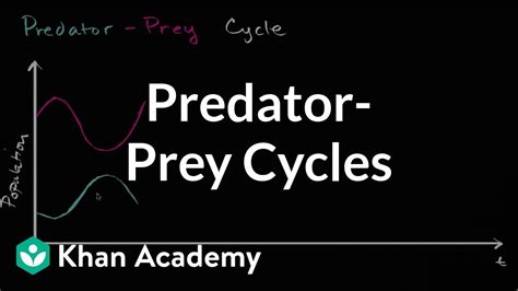 Prey And Predator Cycle
