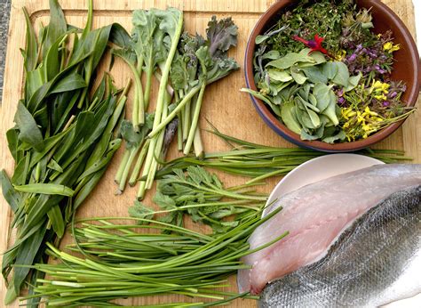 Sea Aster Identification Edibility Distribution Ecology Galloway