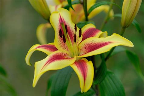 گل لیلیوم یا گل سوسن؛ معرفی انواع، روش های نگهداری و تکثیر