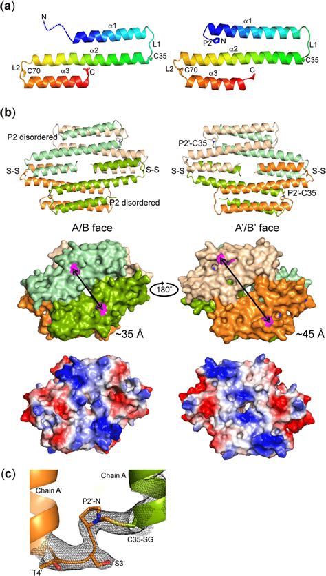 Structure Of Ecfrmr A Cartoon Representations Of Uncross Linked