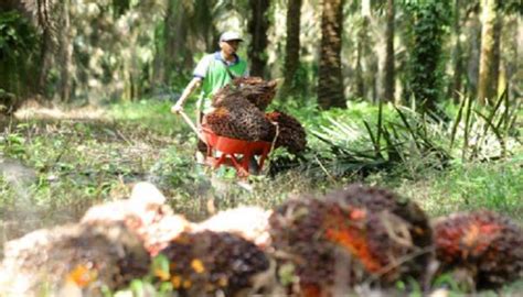 Petani Harap Kawasan Hutan Dikelola Oleh Masyarakat Desa Sepenuhnya