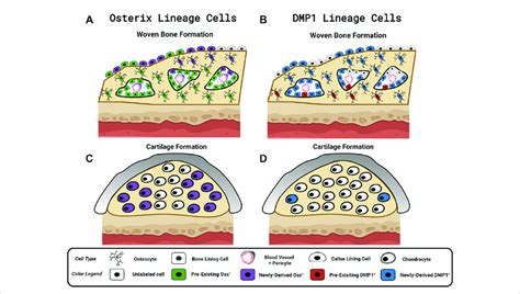 Contribution Of Osx And Dmp1 Cell Lineages To Bone Repair Model
