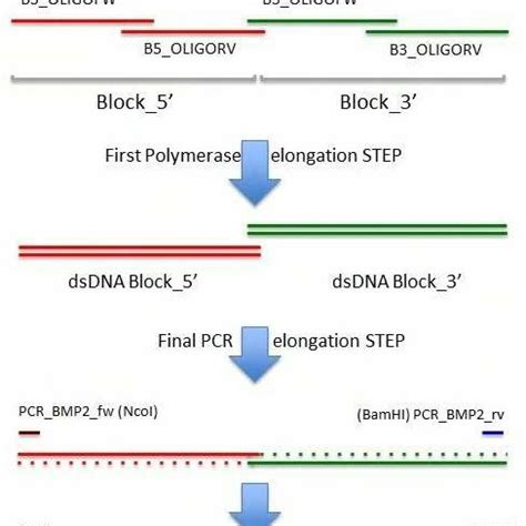 Schematic Representation Of The Construct Used To Express The Human Download Scientific Diagram