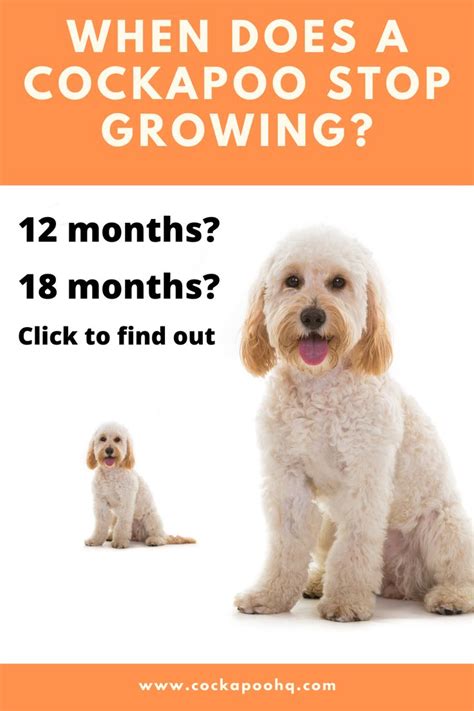 When Does A Cockapoo Start Growing Cockapoo Growing How To Find Out