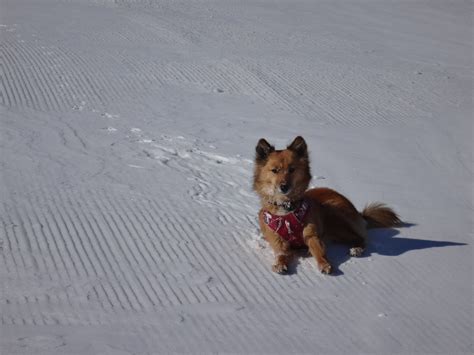 服部文祥公式 On Twitter かぐらスキー場（早朝）で遊ぶナツ。営業前のスキー場は犬にとってパラダイスのようです。シール登高して営業前に犬といっぽん滑るのは、朝の散歩によさそう