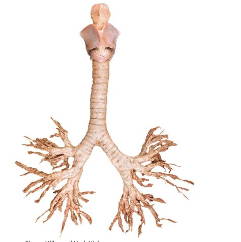 Branching Airways Diagram Quizlet