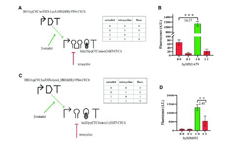 N IMPLY gates responding to tetracycline and β estradiol A B The