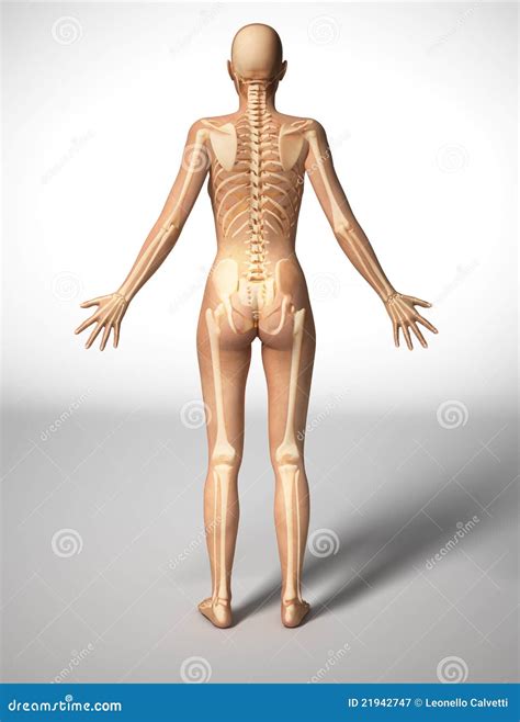 Bone Skeleton Walking Animation Sequence Cartoon Vector 149037541