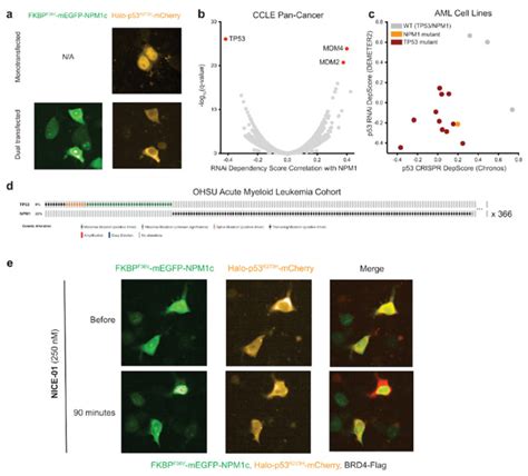 Bifunctional Small Molecules That Induce Nuclear Localization And Targeted Transcriptional