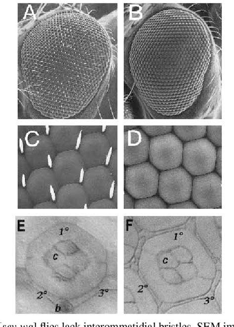 Figure 1 From Wingless Signaling In The Drosophila Eye And Embryonic Epidermis Semantic Scholar