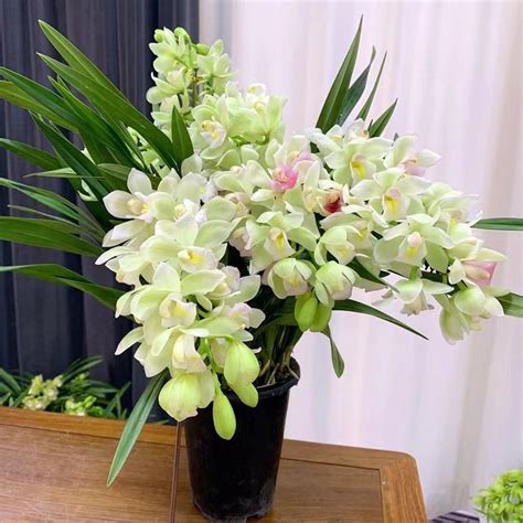 蘭花中的極品白玉香蘭種球白玉香蘭花 婉約而高貴矮種高檔自帶清幽花香大花蕙蘭室內客廳好養蘭草花卉濃香型 蝦皮購物