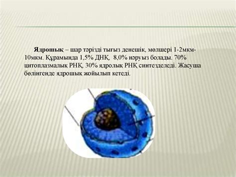 Жануар жасушасының құрылысы презентация онлайн