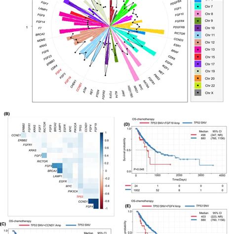 Copy Number Variants In Patients With Tp53 Mutations And Their Effect