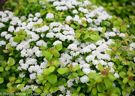 Glow Girl® Spirea Jeffries Nurseries