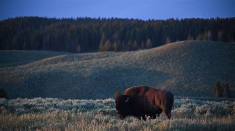 Una Mujer Se Acercó Demasiado A Un Bisonte En El Parque Nacional De