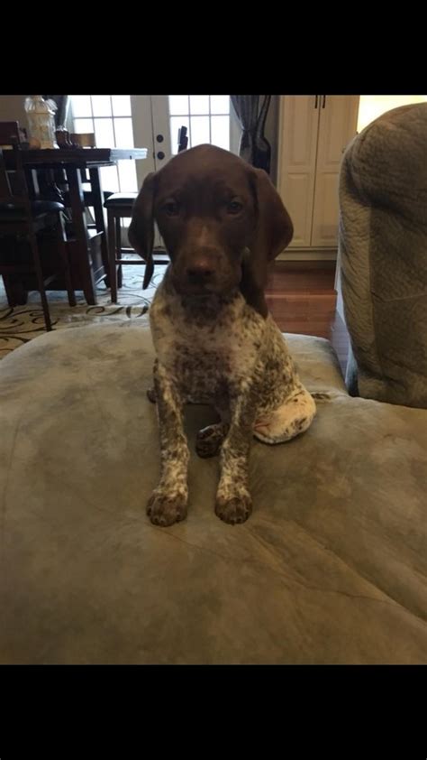 Gsp R Us German Shorthaired Pointer Breeder Sunbury Pennsylvania