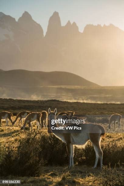 Male Guanacos Photos And Premium High Res Pictures Getty Images