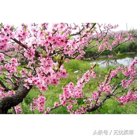 四月的雨絲 每日頭條