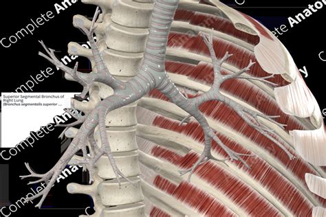 Superior Segmental Bronchus Of Right Lung Complete Anatomy