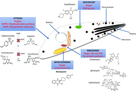 Currently Available Drugs Their Chemical Structures And Targets On T