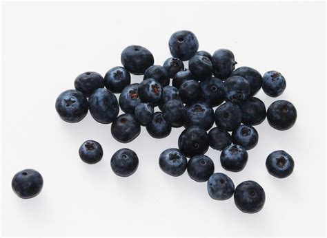 강아지 블루베리 먹어도 되나요 급여시 알아둘점 필독 네이버 블로그