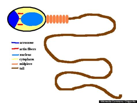Amateur Sperm Telegraph