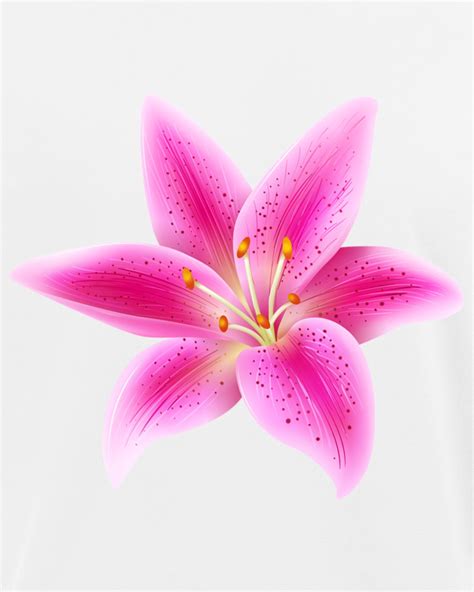 Лилии вектор фото и картинки Abrakadabra Fun