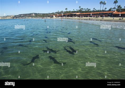 October 26 2019 San Diego California Us Leopard Sharks Swim In