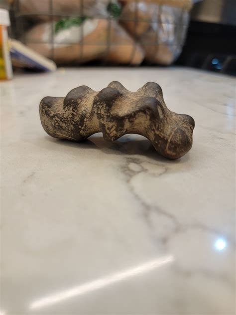 Id Please Fossil Id The Fossil Forum