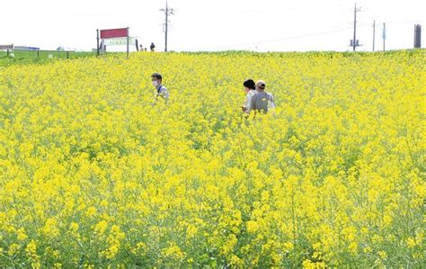 40万本の菜の花見頃 高崎市鼻高展望花の丘 東京新聞デジタル