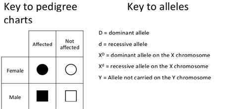 Solved Key To Pedigree Key To Alleles Charts D Dominant