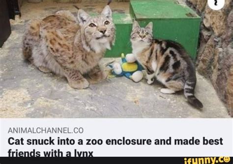 Arima Memes Best Collection Of Funny Arima Pictures On Ifunny