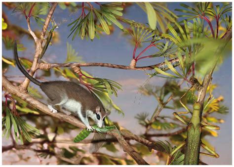 Rosa Rubicondior Ancient Stick Insect Shows Evolutionary History