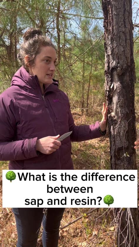 Difference Between Sap And Resin Explained