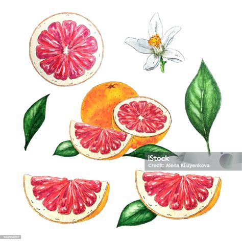 수채화 자몽 또는 레드 오렌지 슬라이스와 잎 휴일 결혼식 및 음식 디자인에 사용하기 위해 식물 스타일로 손으로 그렸습니다 열대
