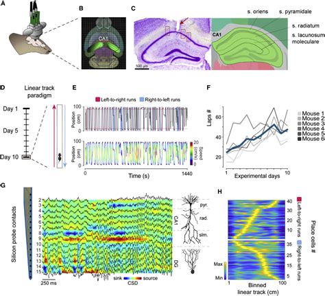 Heterogeneity Of Network And Coding States In Mouse Ca1 Place Cells