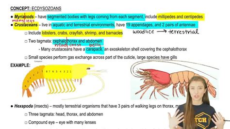 Crayfish Life Cycle Diagram