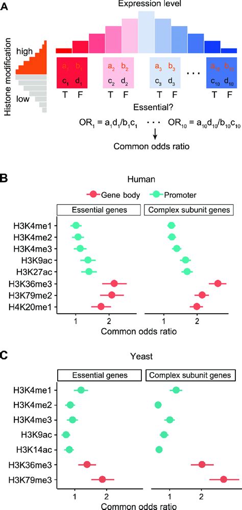 Dosage Sensitive Genes Are Preferentially Modified By Download