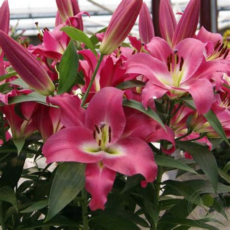 Лилия Компетишн (Lilium Competition) купить луковицы в Москве по низкой ...