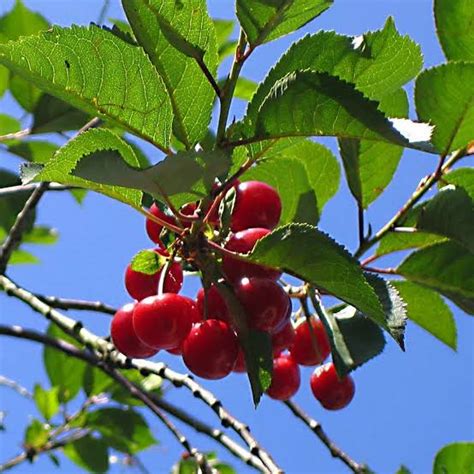 Cherry Fruit Tree Leaves