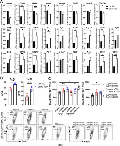Upstream And Downstream Regulation Of Bach2 In Cd4⁺ T Cells A After