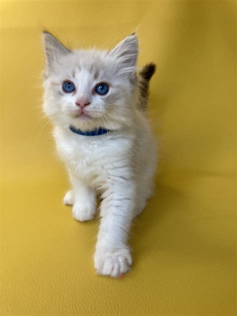 Portée Phelia Ragdoll seal tabby point bicolor Oust Ragdoll