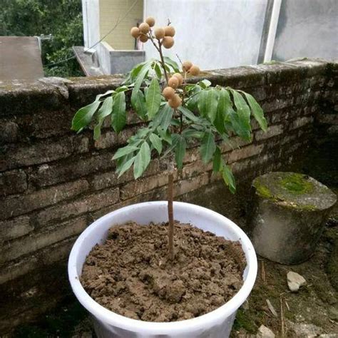 无核龙眼苗品种鉴别无核龙眼种植前景 伤感说说吧