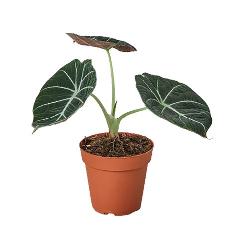 Alocasia Polly ‘african Mask Green Thumb Nursery